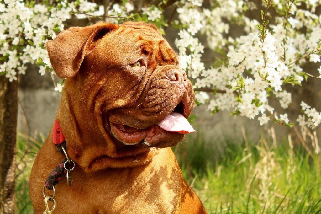 Dog Breed Profile: Dogue de Bordeaux - Off The Leash