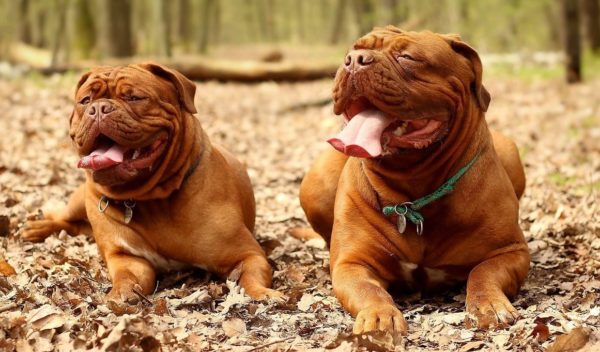 Dog Breed Profile: Dogue de Bordeaux - Off The Leash