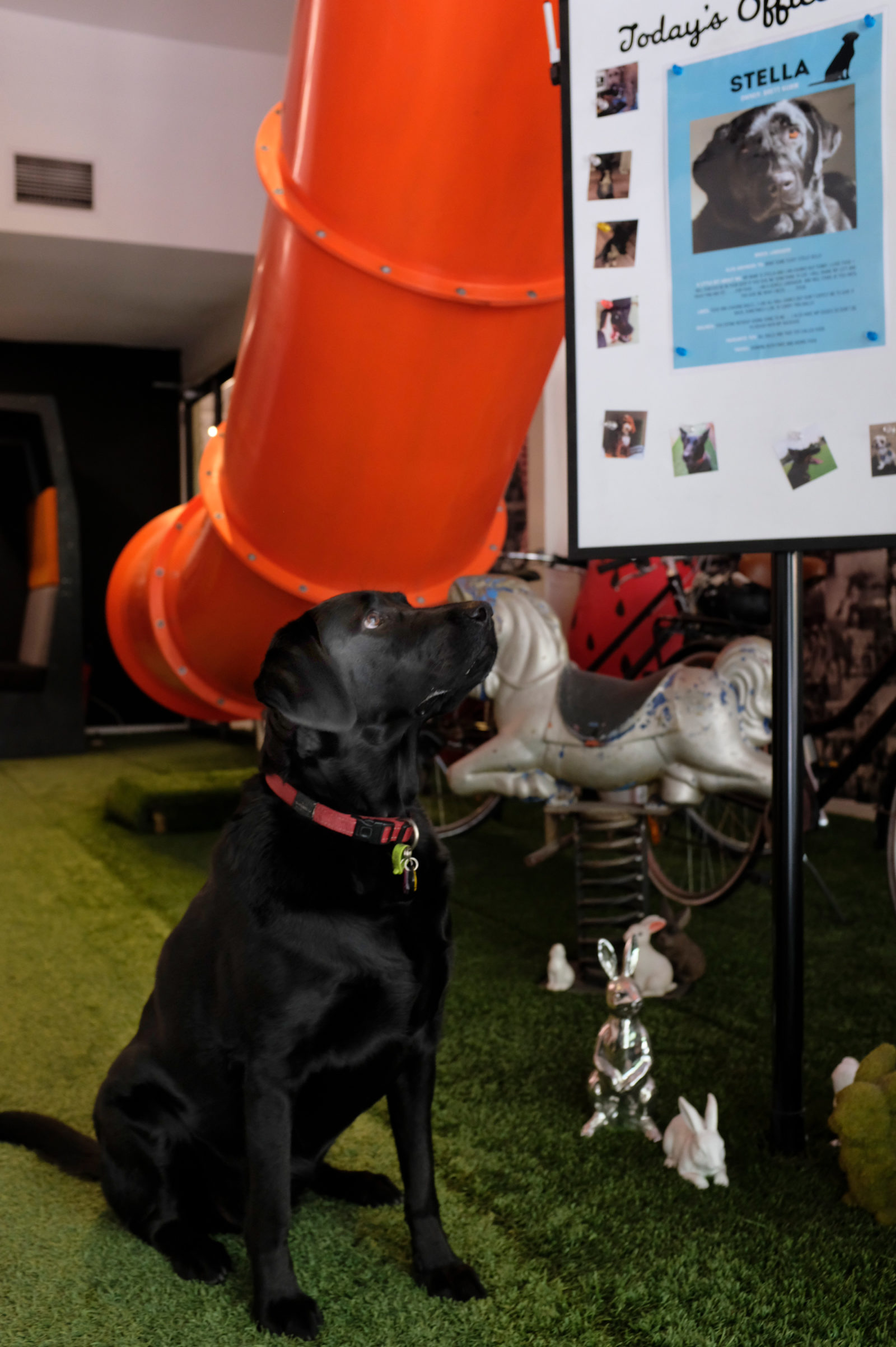 We’ve found a dog lover's ultimate place to work 🐶 Off The Leash