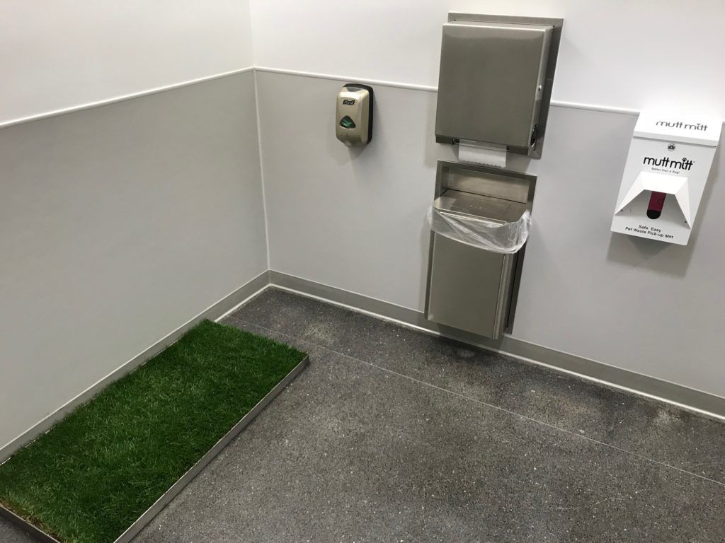 One Thing The US Does Better Than Us Dog friendly Rules Off The Leash