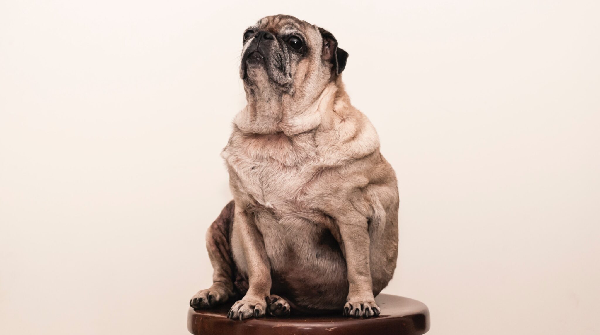 How to Tell If Your Dog Is Overweight 🐶 Off The Leash