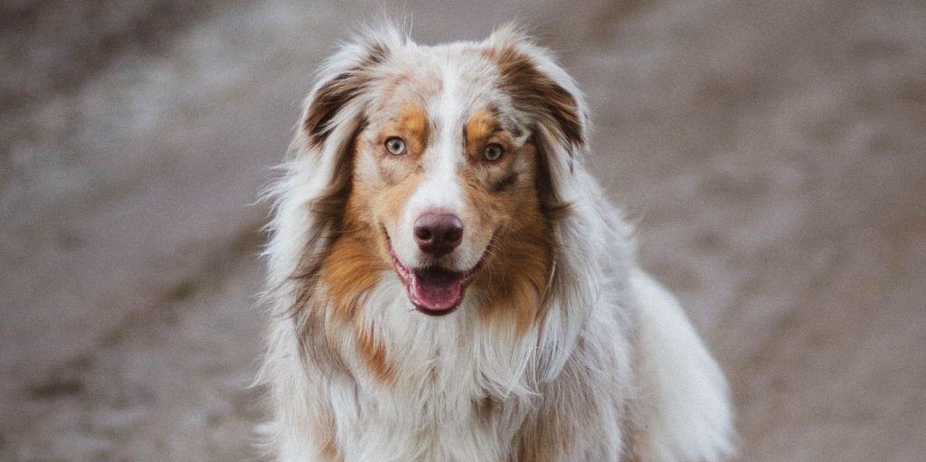 The Earth Shattering Truth About Australian Shepherds 🐶 Off The Leash
