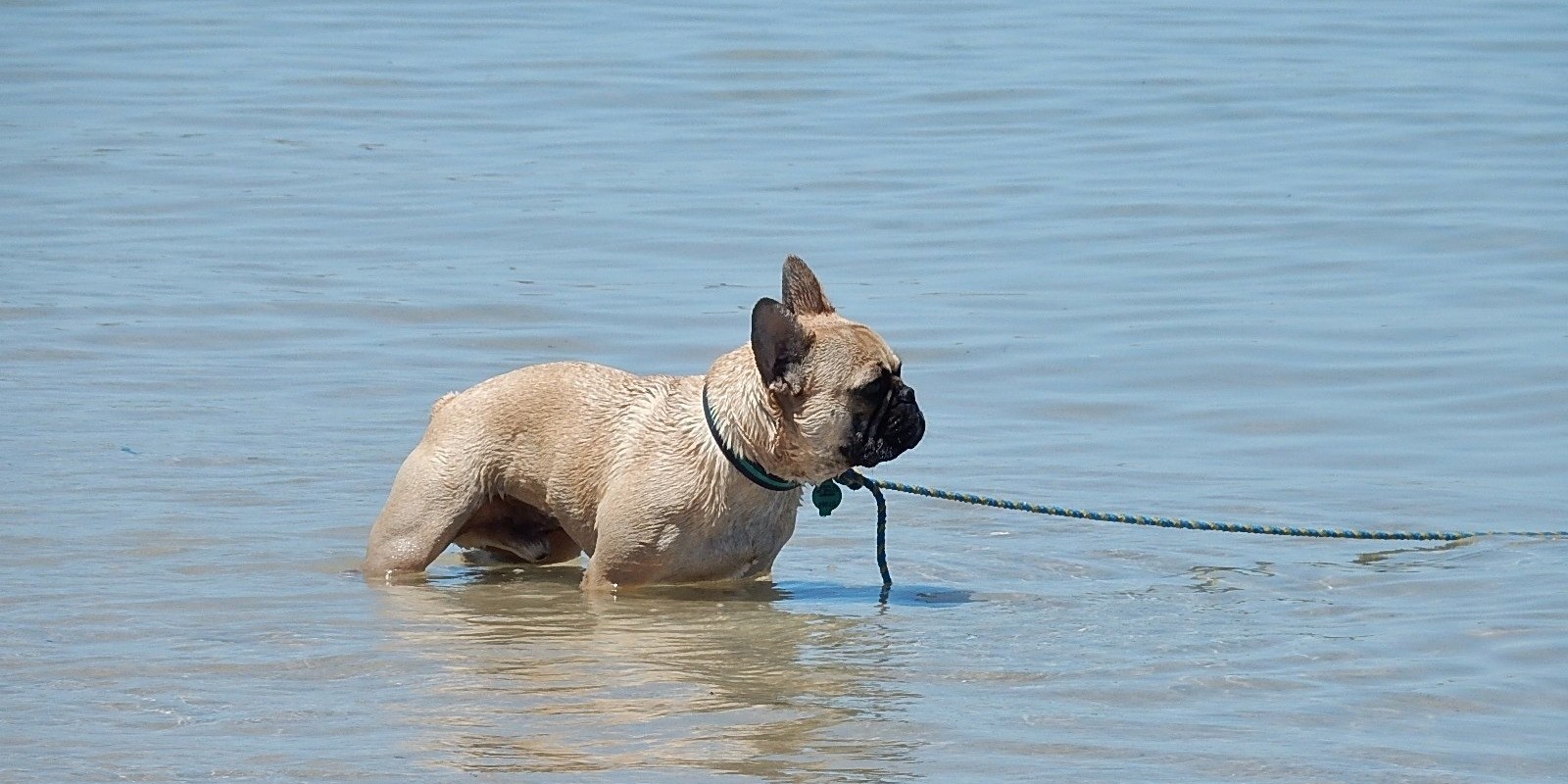 Melbourne's Best Dog-friendly Beaches 🐶 Off The Leash