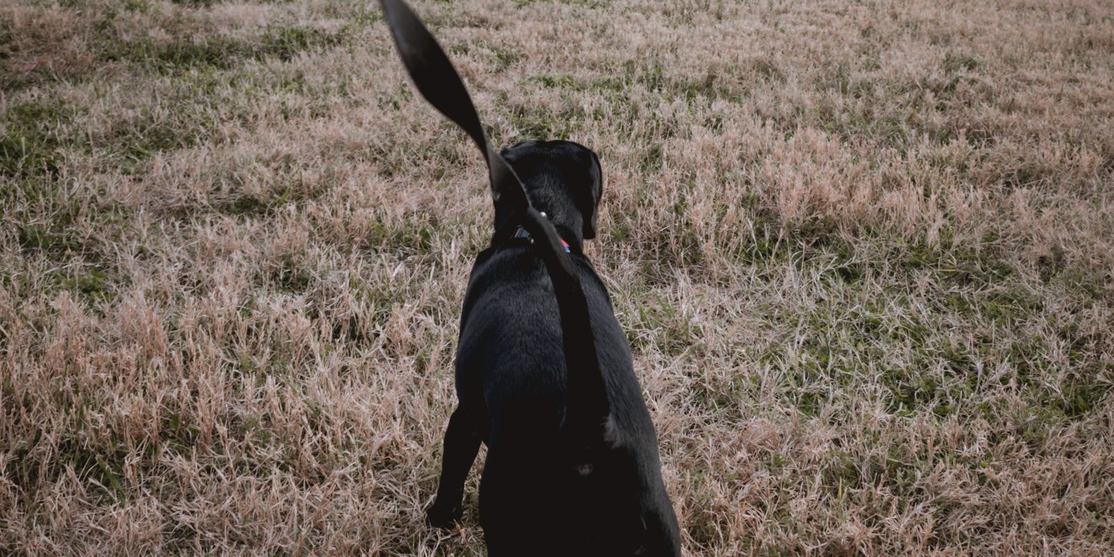 The Unique and Invisible Grief of Losing a Pet 🐶 Off The Leash