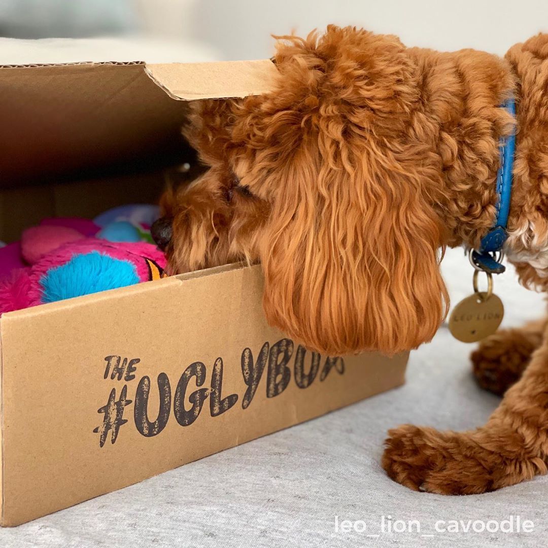 What's the Deal with Subscription Dog Boxes? 🐶 Off The Leash