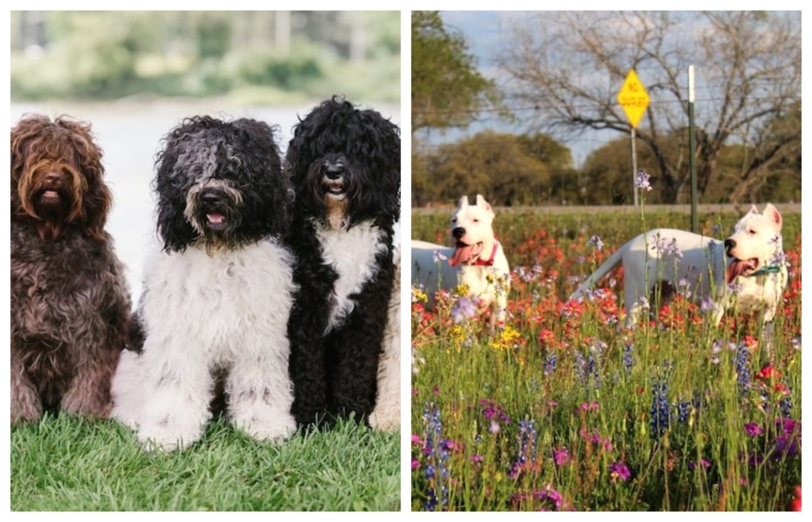 The World Has Welcomed Two New Dog Breeds 🐶 Off The Leash