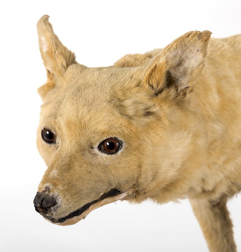 Alaunt Extinct Dog Breed | Alaunt – NNKHC