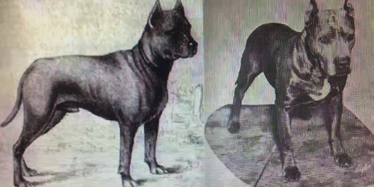 A Short History of Extinct Dog Breeds 🐶 Off The Leash
