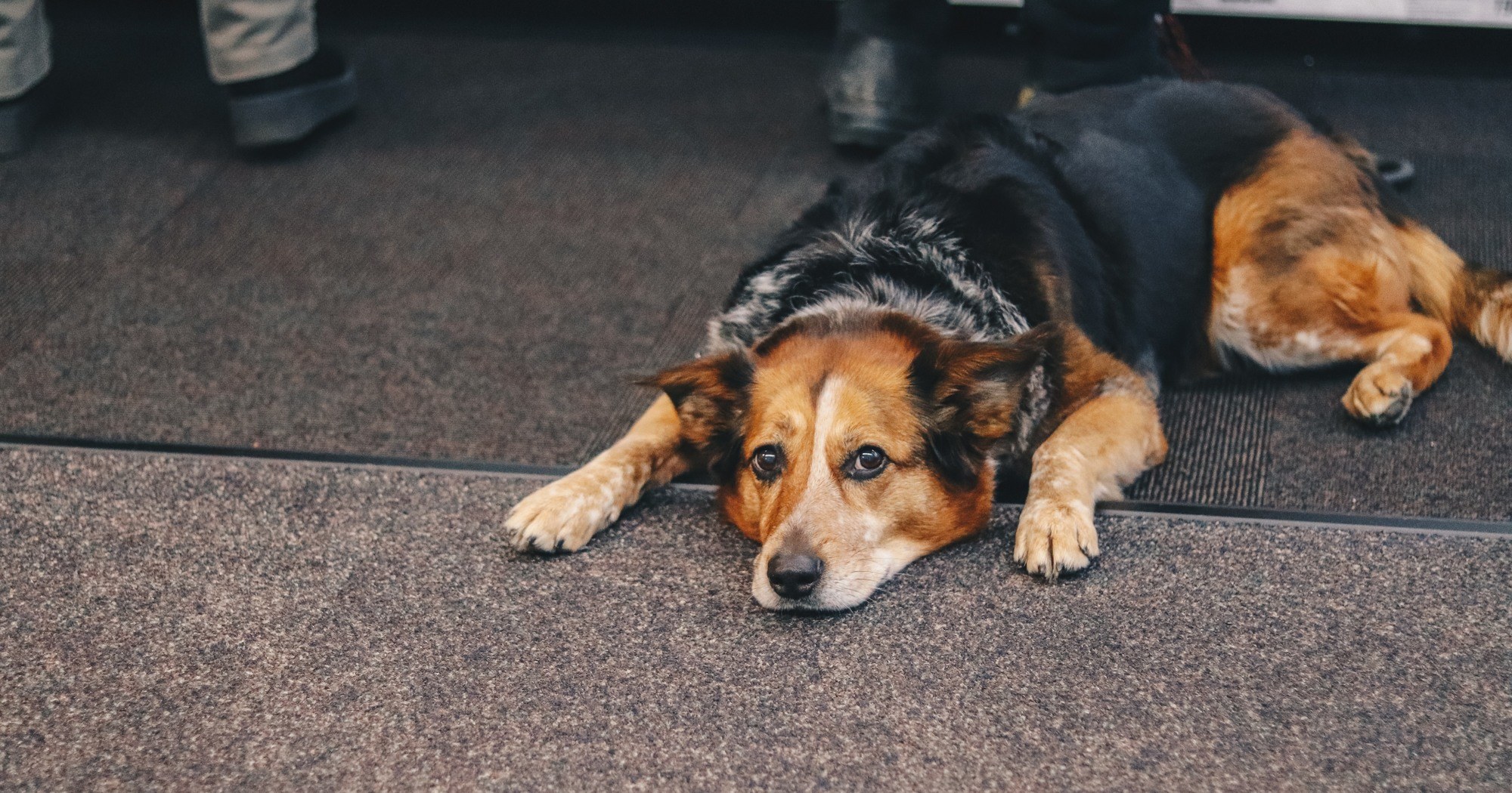 Dogs in Isolation Are Starting to Act Weird 🐶 Off The Leash