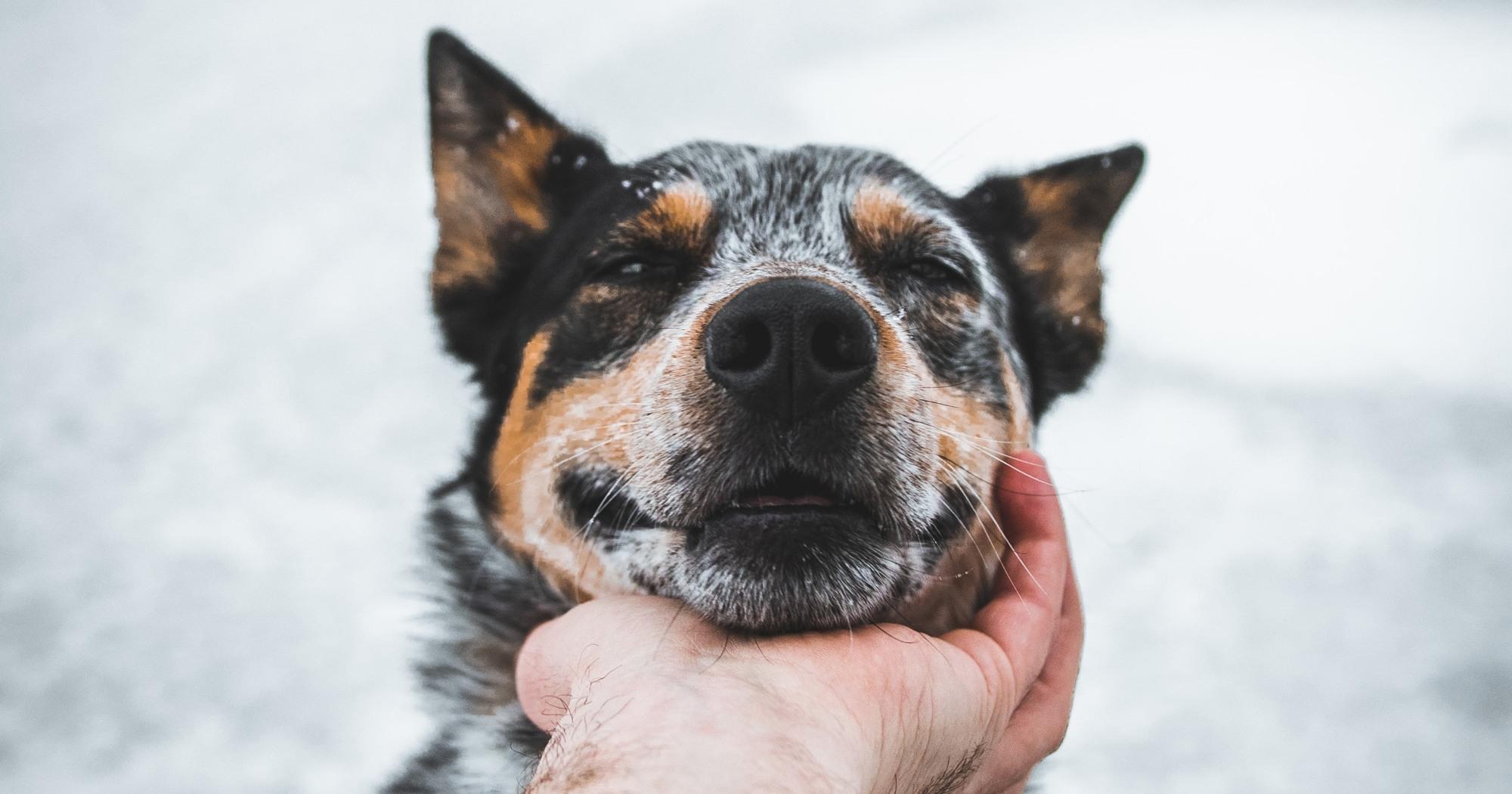 Can I Pat Other People’s Dogs While Social Distancing? 🐶 Off The Leash