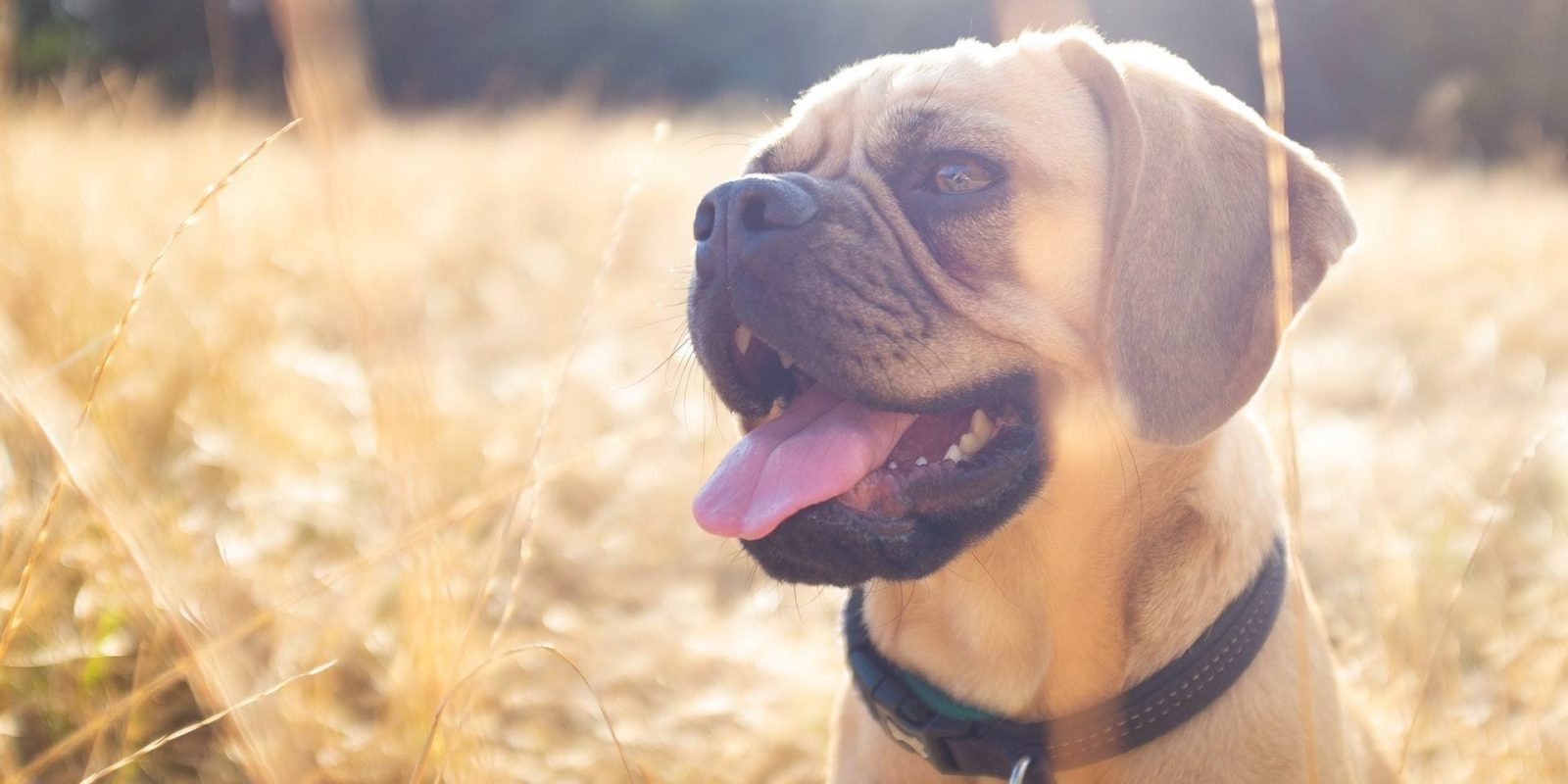 An Easy Eco-friendly Dog Guide 🐶 Off The Leash