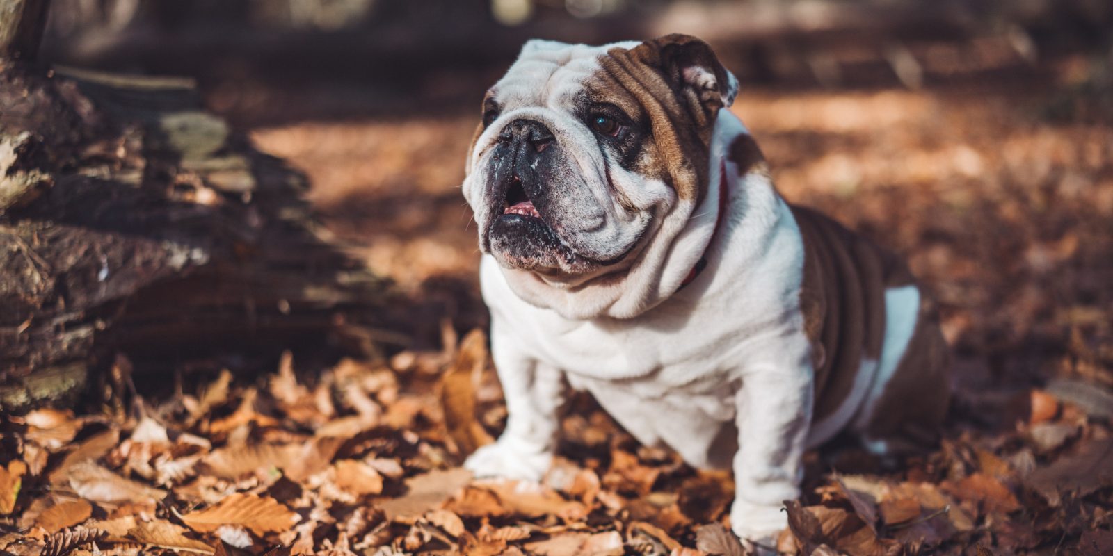 Dog Smell - the Greatest Pet Mystery 🐶 Off The Leash