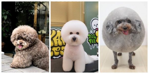 Very Round Dogs Are Our Favourite Viral Internet Trend 🐶 Off The Leash