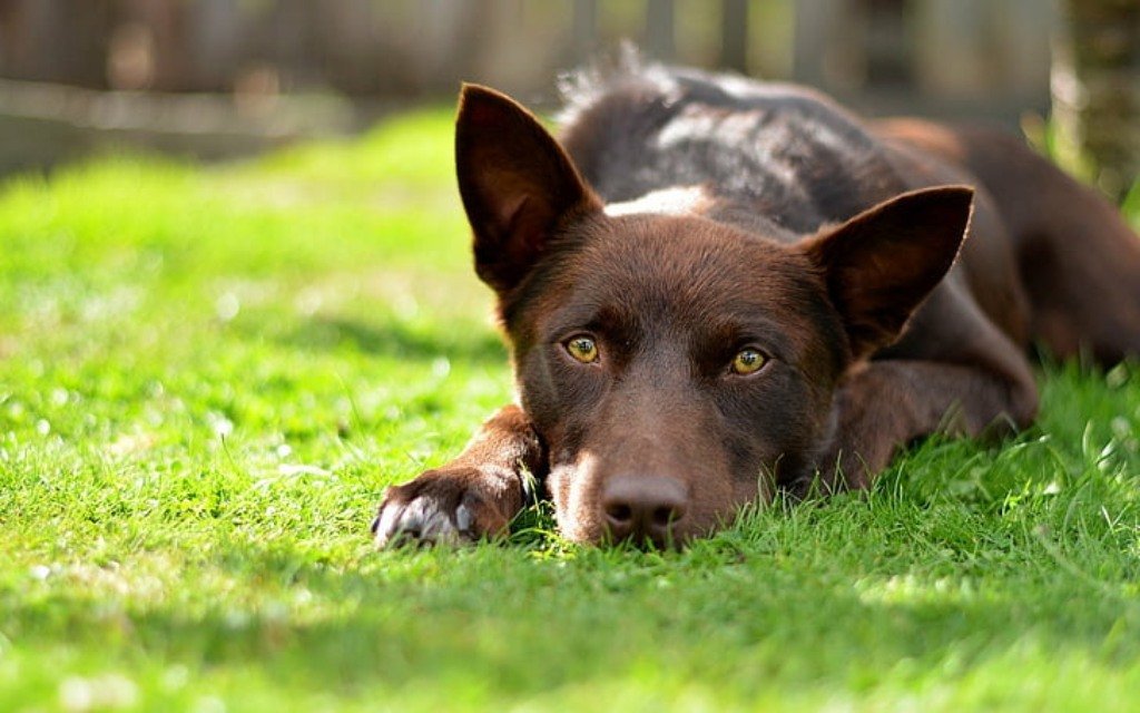 Australian Kelpies Are Dog School Captains Off The Leash Australian Kelpies Are Dog School Captains Off The Leash