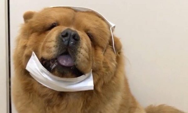 This Chow Chow Will Teach You about Covid-19 Safety 🐶 Off The Leash