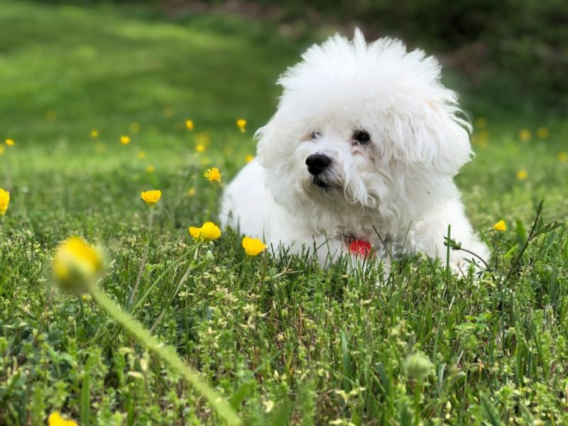 A Bichon Frise Is a Sweet, Loving, Dog for Anyone 🐶 Off The Leash