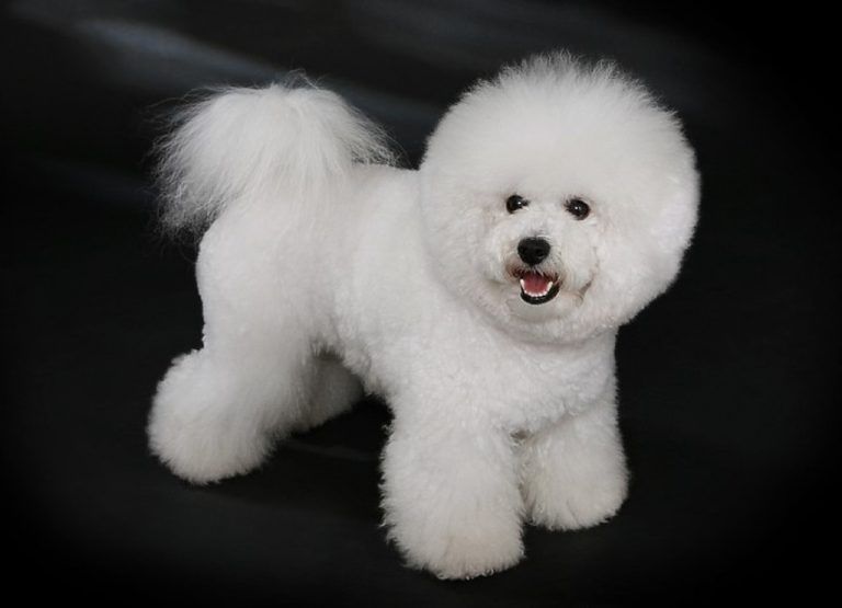 A Bichon Frise Is a Sweet, Loving, Dog for Anyone 🐶 Off The Leash