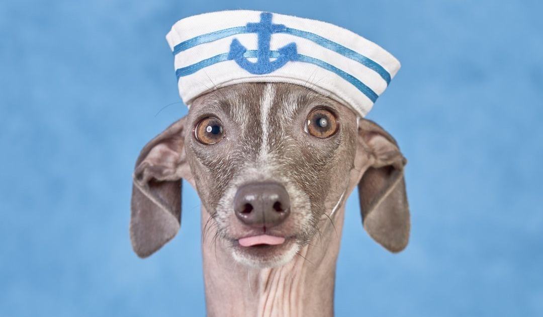 How to Take a Good Photo of Your Dog 🐶 Off The Leash