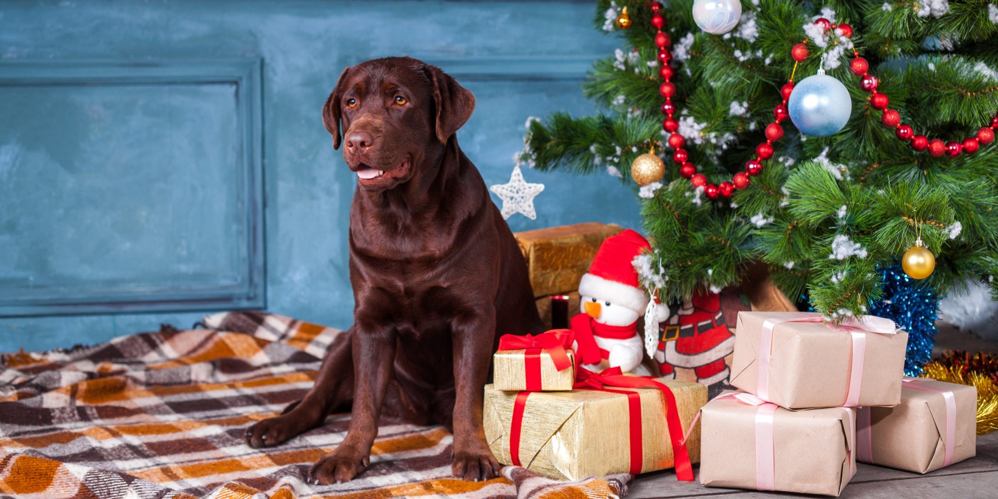 Dog Christmas Presents for Every Kind of Pet 🐶 Off The Leash