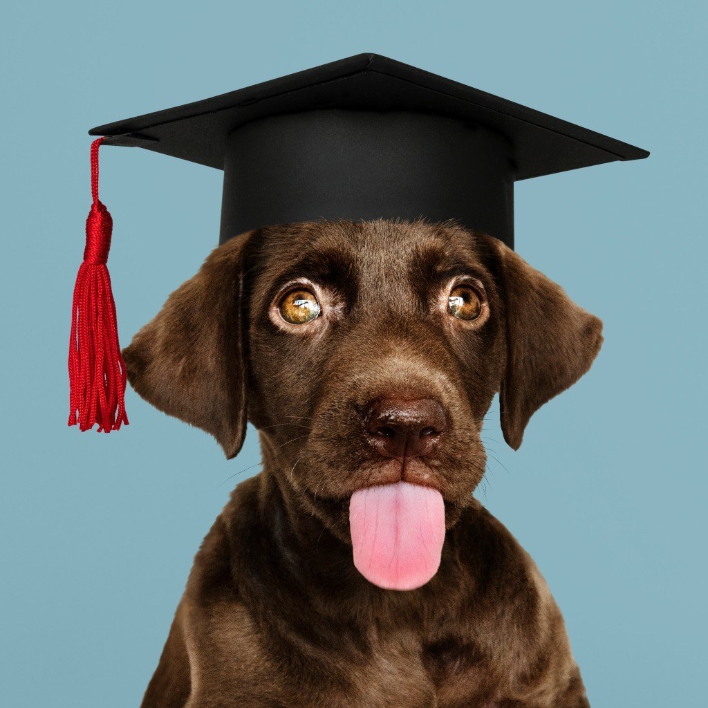 How To Choose A Good Puppy School Off The Leash