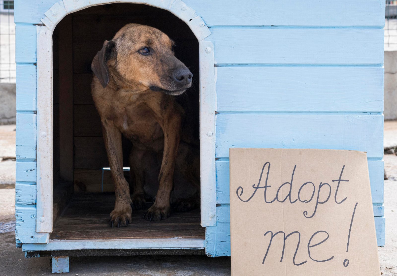 Where Do You Adopt Rescue Dogs From? 🐶 Off The Leash