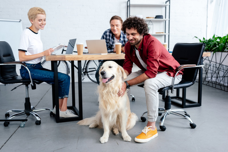 The Dog friendly Office Fool proof Tips Off The Leash The Dog friendly Office Fool proof Tips Off The Leash